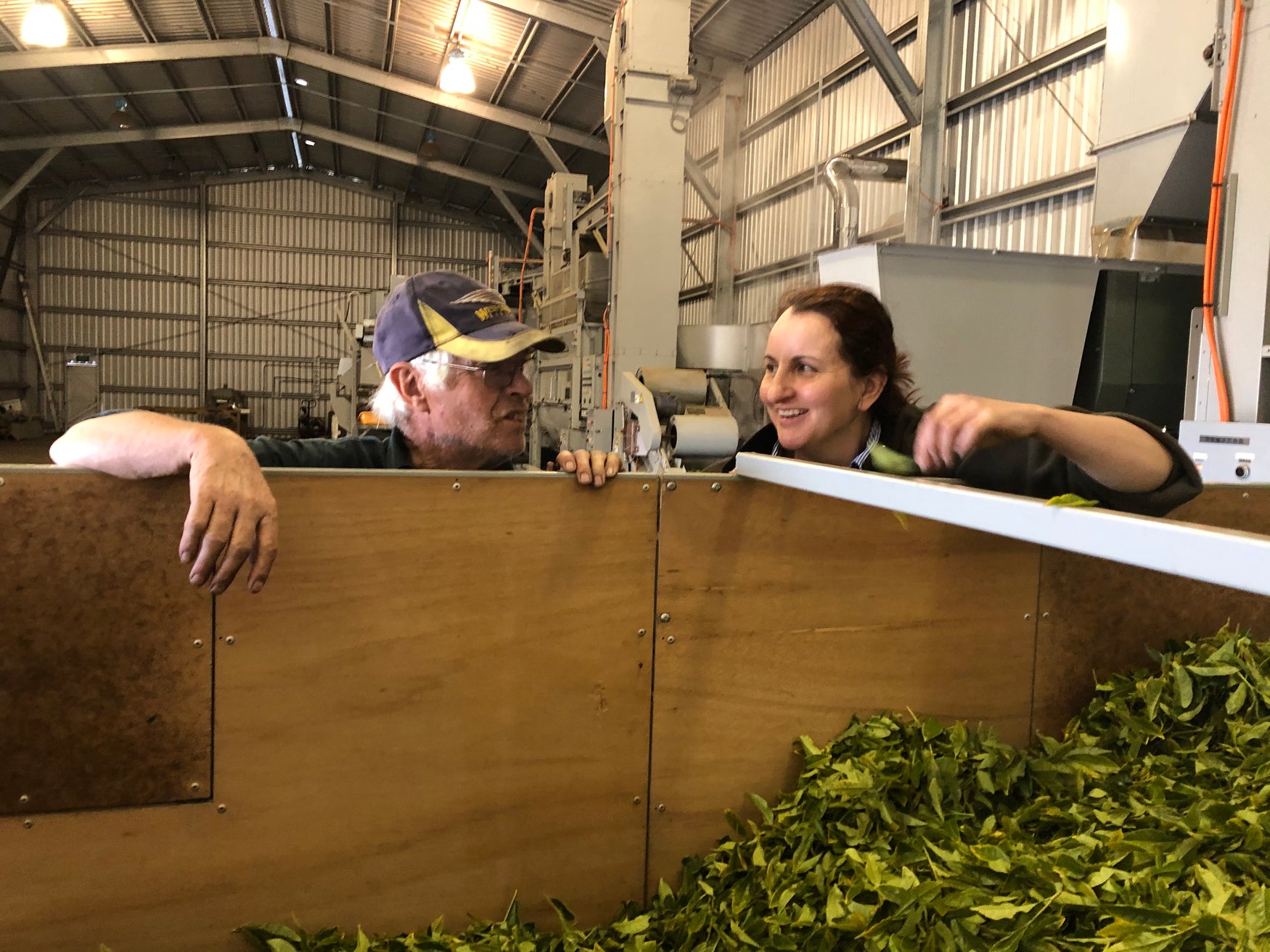 Southern Forest Green Tea